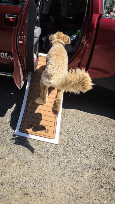 Eddie the SeaDek Dog - SeaDek