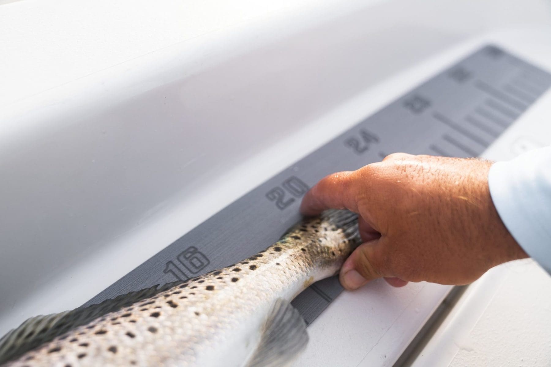 Laser Fish Ruler - SeaDek